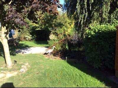 Rabbits At The Bush, Shimpling - Menu, prices, restaurant rating