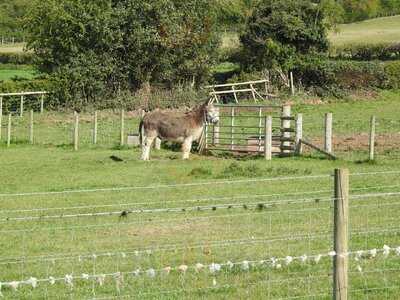 Lizzies Farm And Tea Room, Bromsgrove - Redhill Lane | Menu and Prices