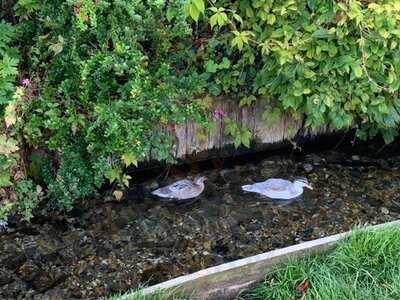 The Three Cups Inn, Stockbridge - High Street - Menu and Prices